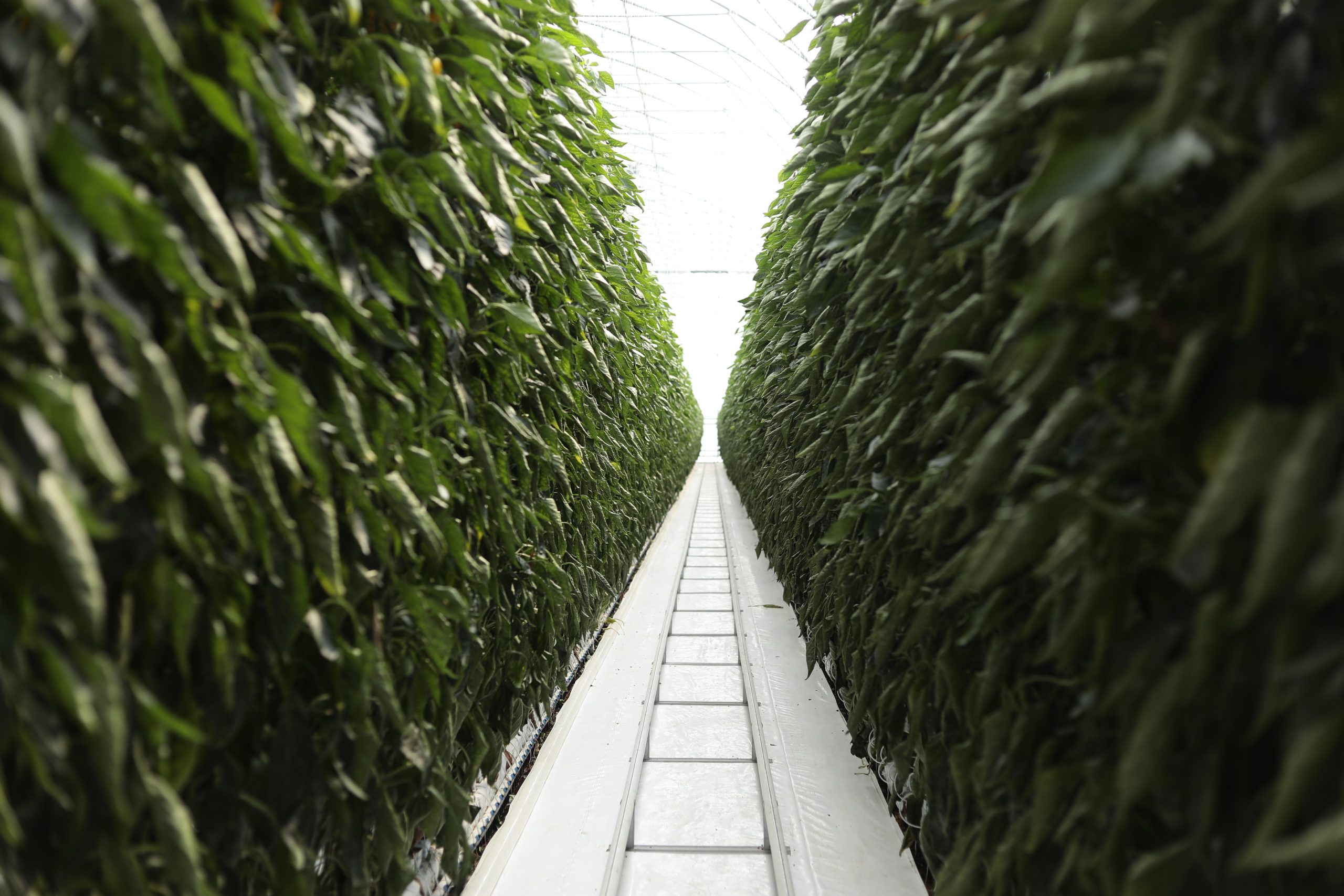 Inauguran invernaderos Agrizar en San Luis de la Paz | Cuna Informativa